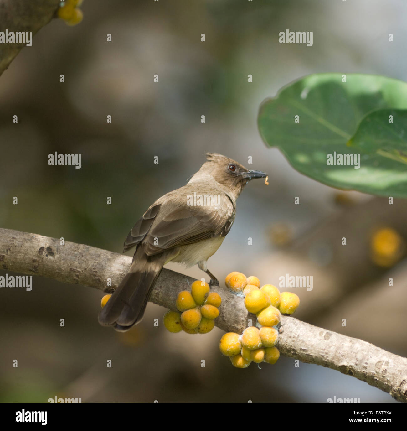Common Bulbul Pycnonotus barbatus WILD Stock Photo - Alamy