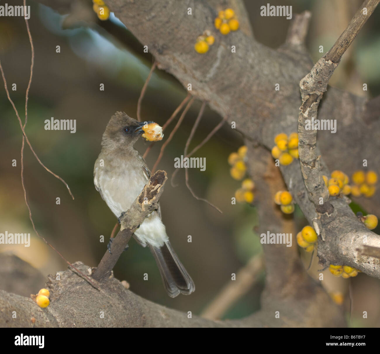 Common Bulbul Pycnonotus barbatus WILD Stock Photo - Alamy
