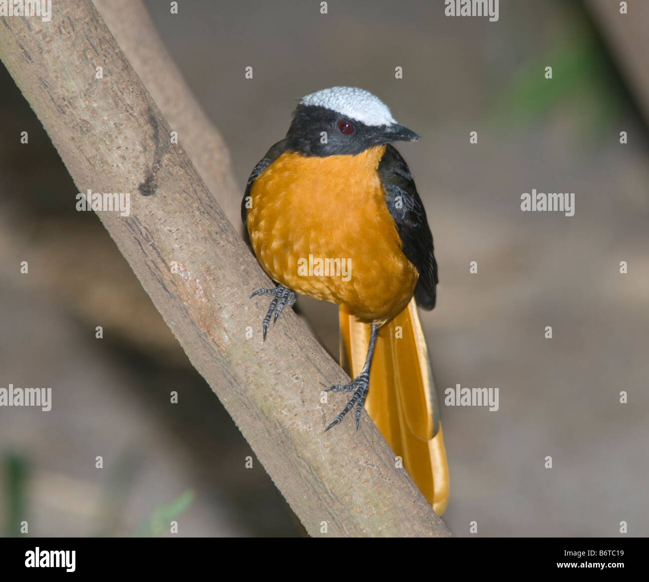 White crowned Robin Chat Cossypha albicapilla WILD Stock Photo - Alamy