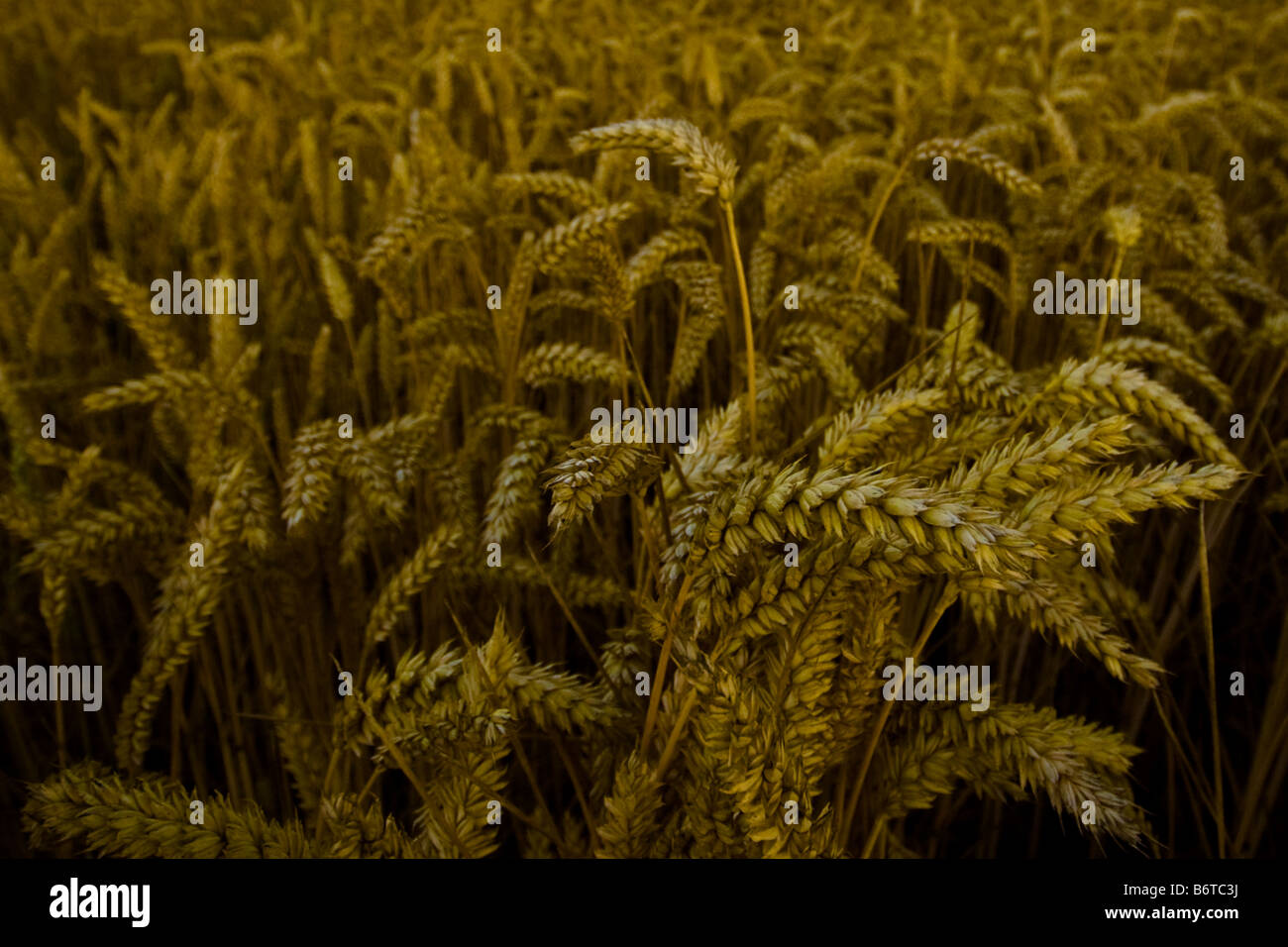 Golden wheat ready for harvest Stock Photo - Alamy