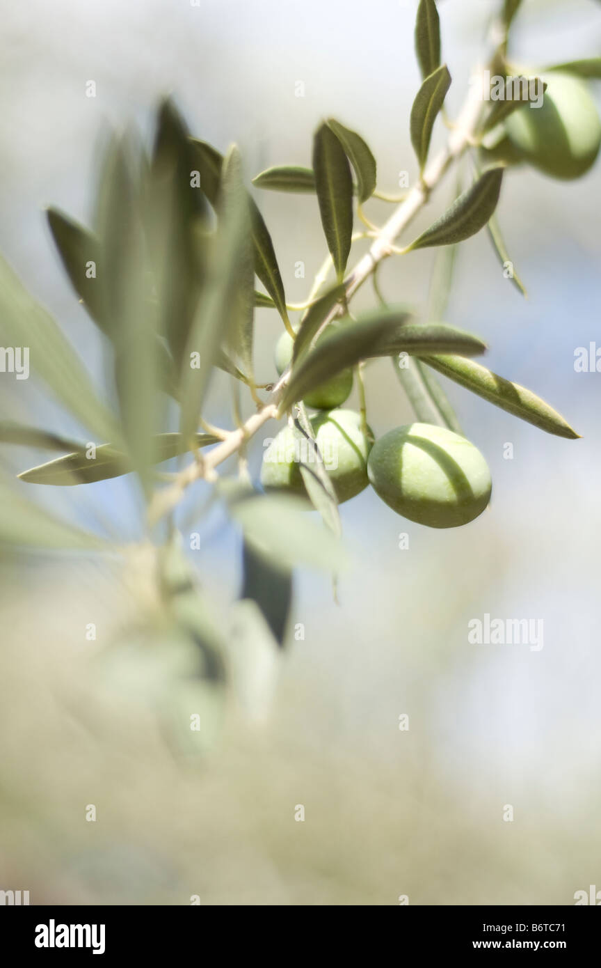 Two olives on branch hi-res stock photography and images - Alamy