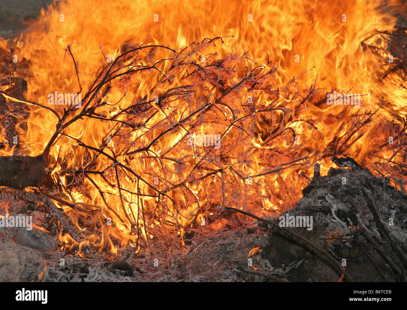 Conifer tree damage hi-res stock photography and images - Alamy
