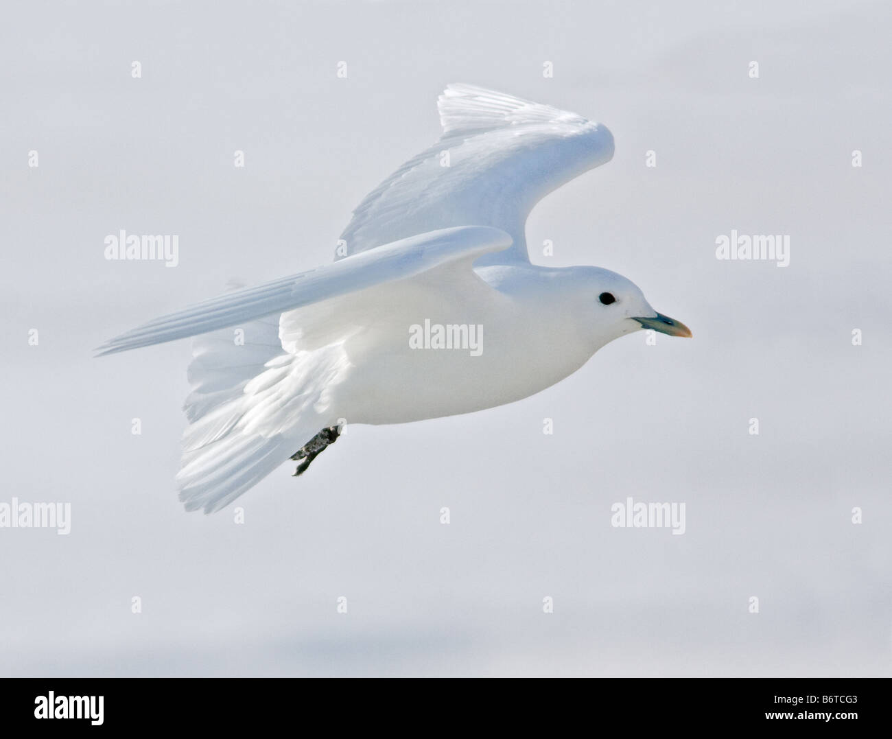 Rare Ivory Gull in flight Stock Photo - Alamy