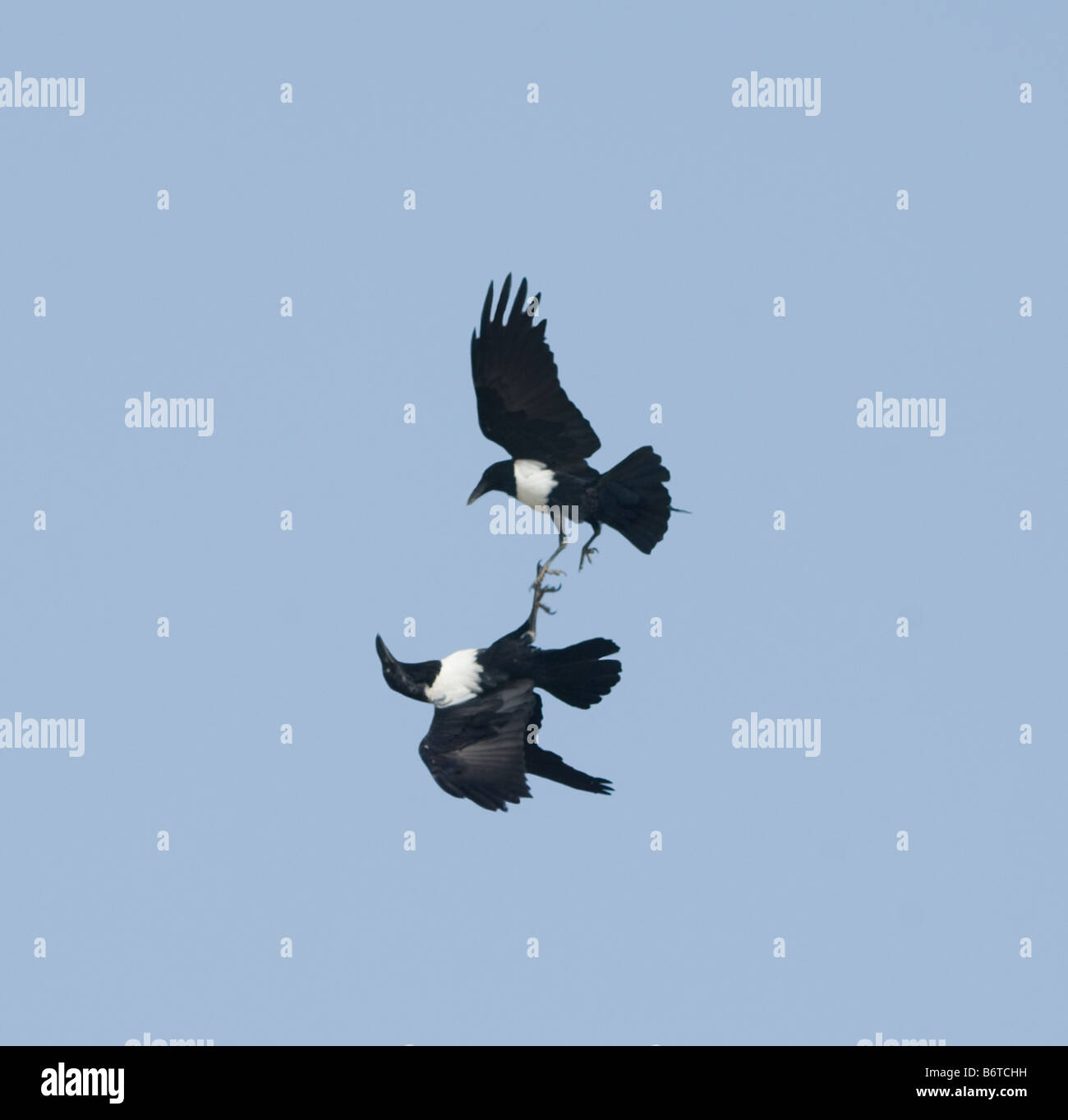 Two pied crows hi-res stock photography and images - Alamy