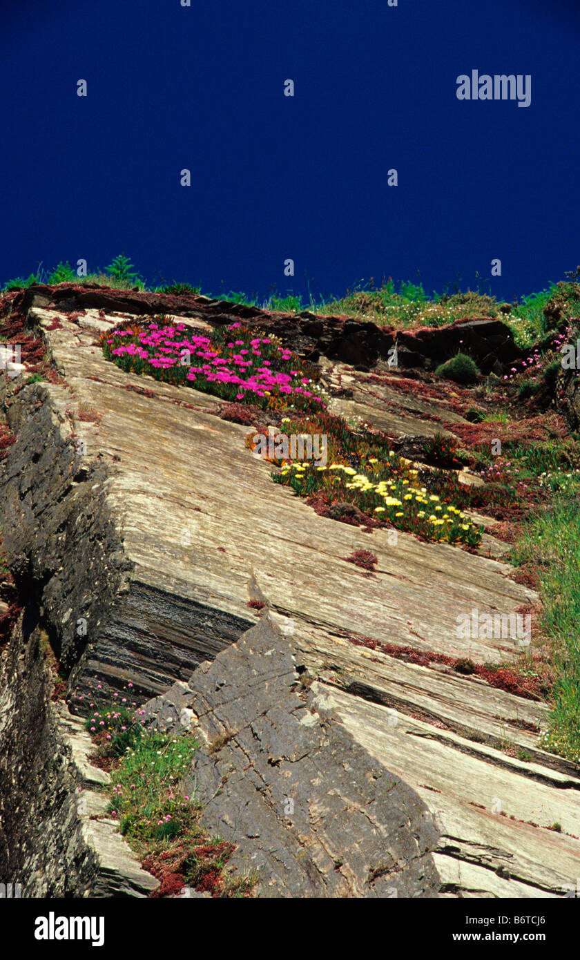 Wild Flowers on Cliff Face at Slapton South Devon England UK Stock ...