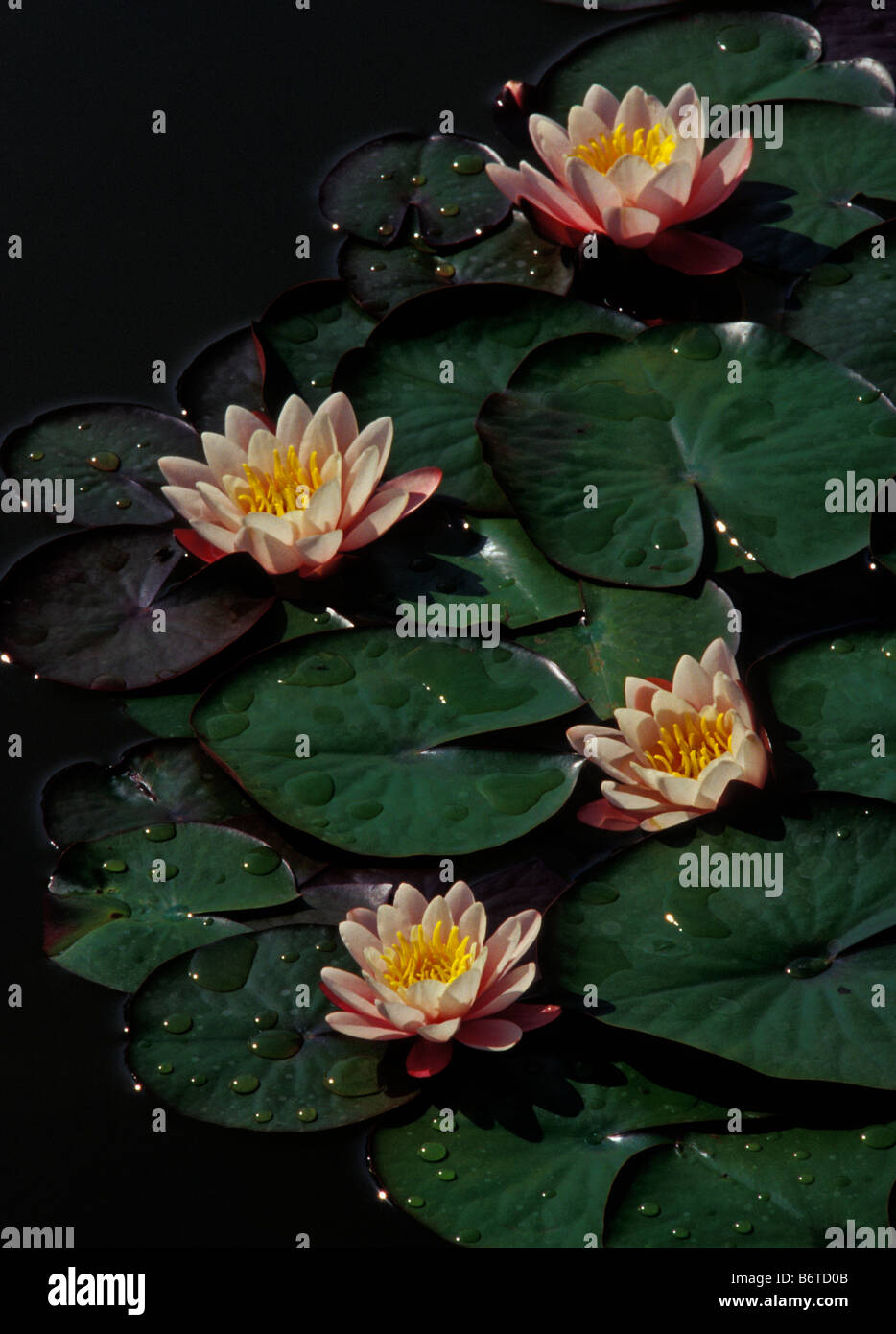 Hardy Water Lilies (Nymphaea species Colorado Hardy Lily) Salmon Pink ...