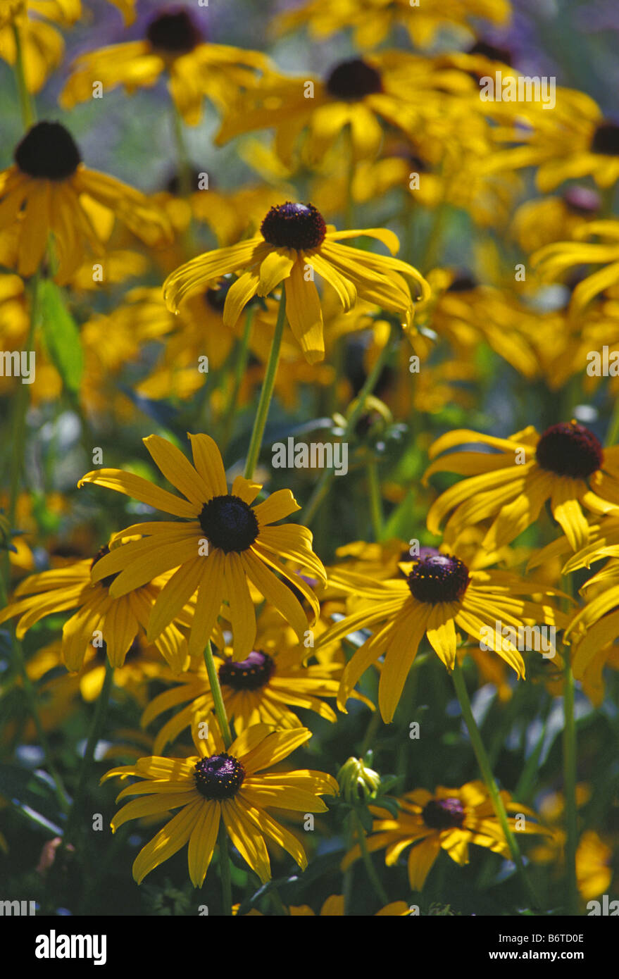 Morning sun on Goldsturm Coneflowers (Rudbeckia fulgida), Denver ...