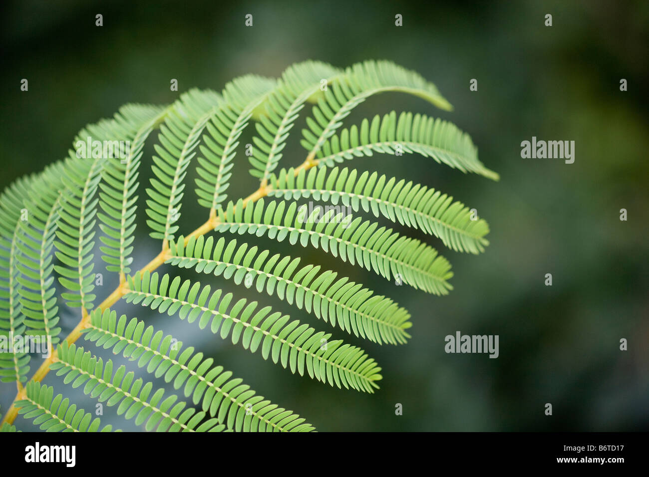 Acacia hi-res stock photography and images - Alamy