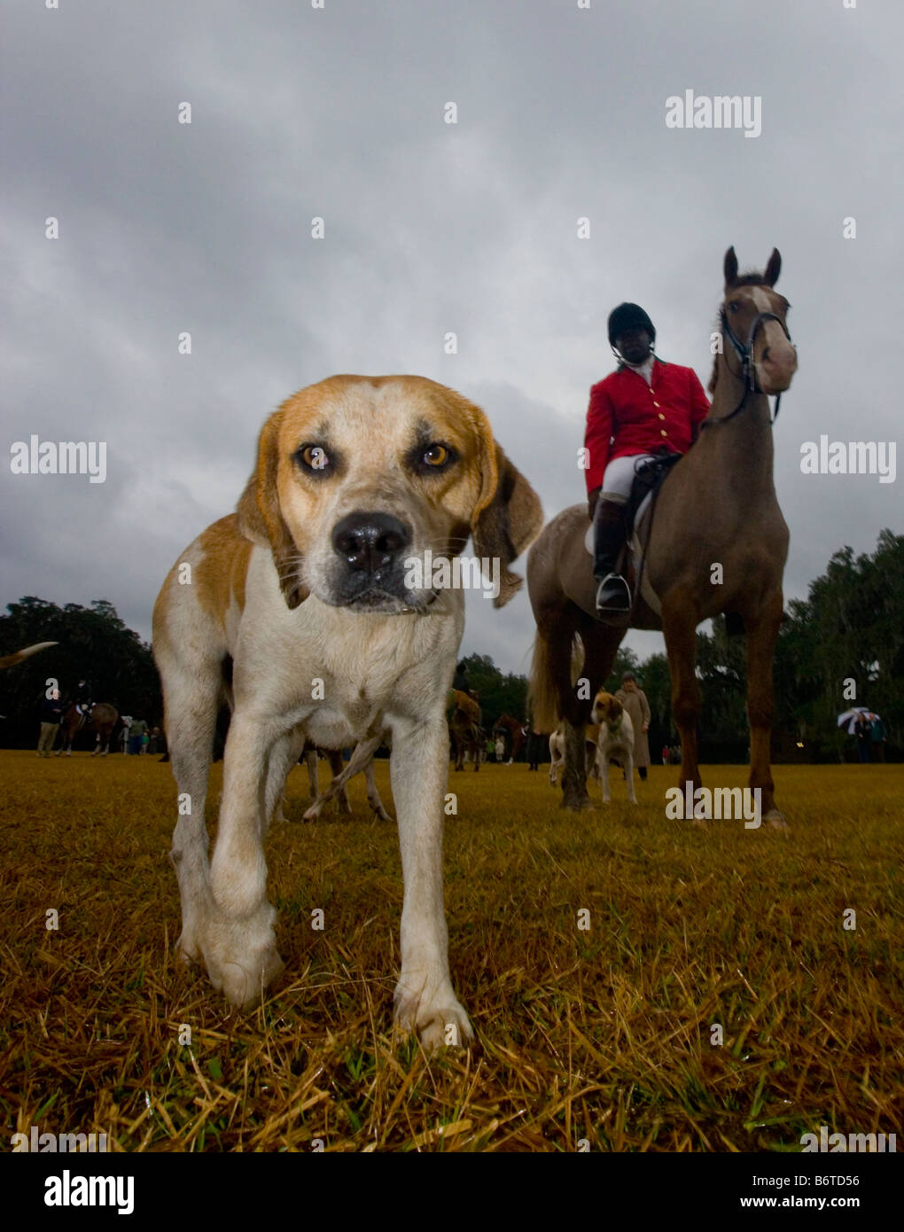 Fox hunt hi-res stock photography and images - Alamy