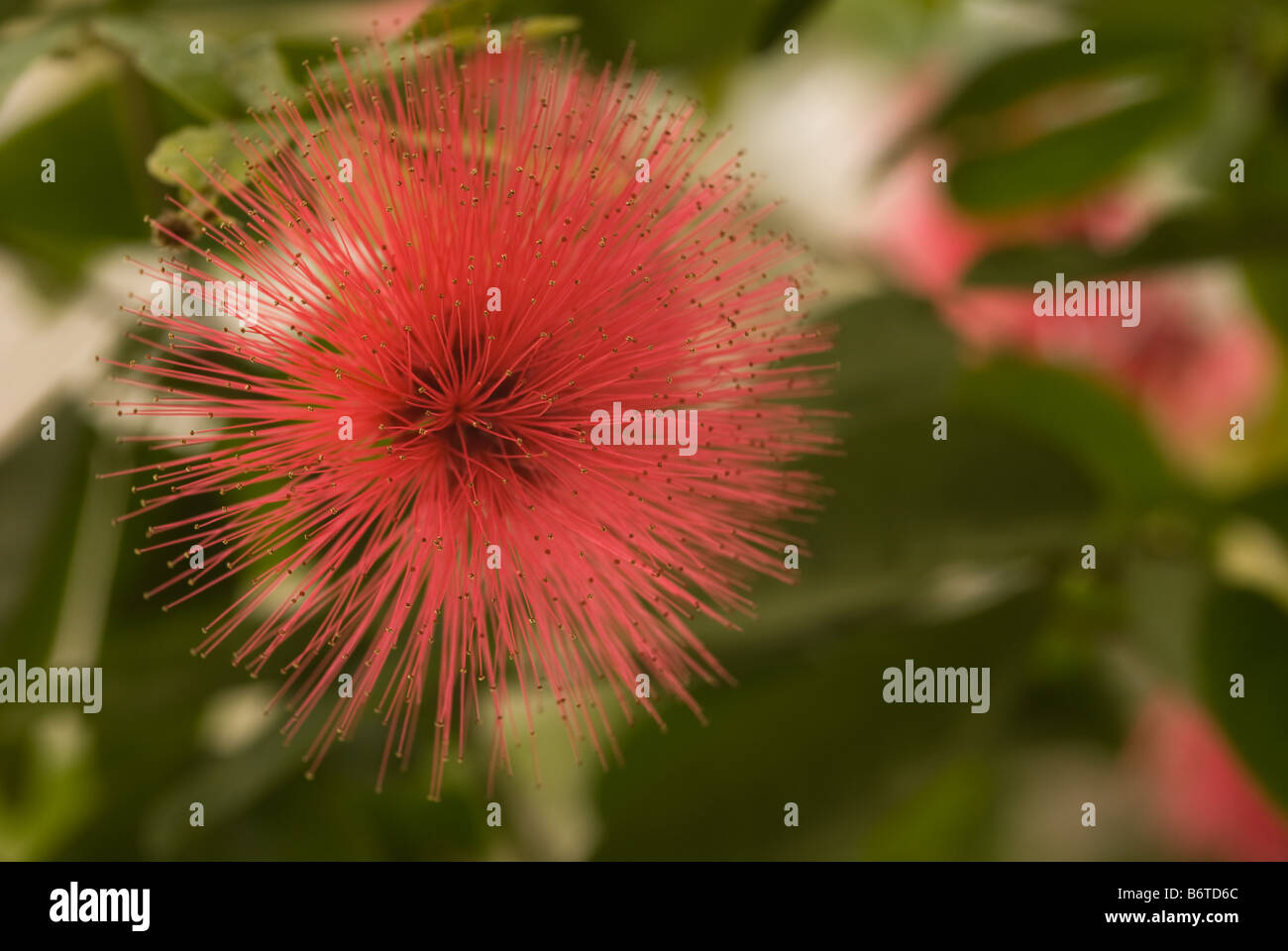 Pink Powderpuff (Calliandra emarginata, Fabaceae) flower Stock Photo ...