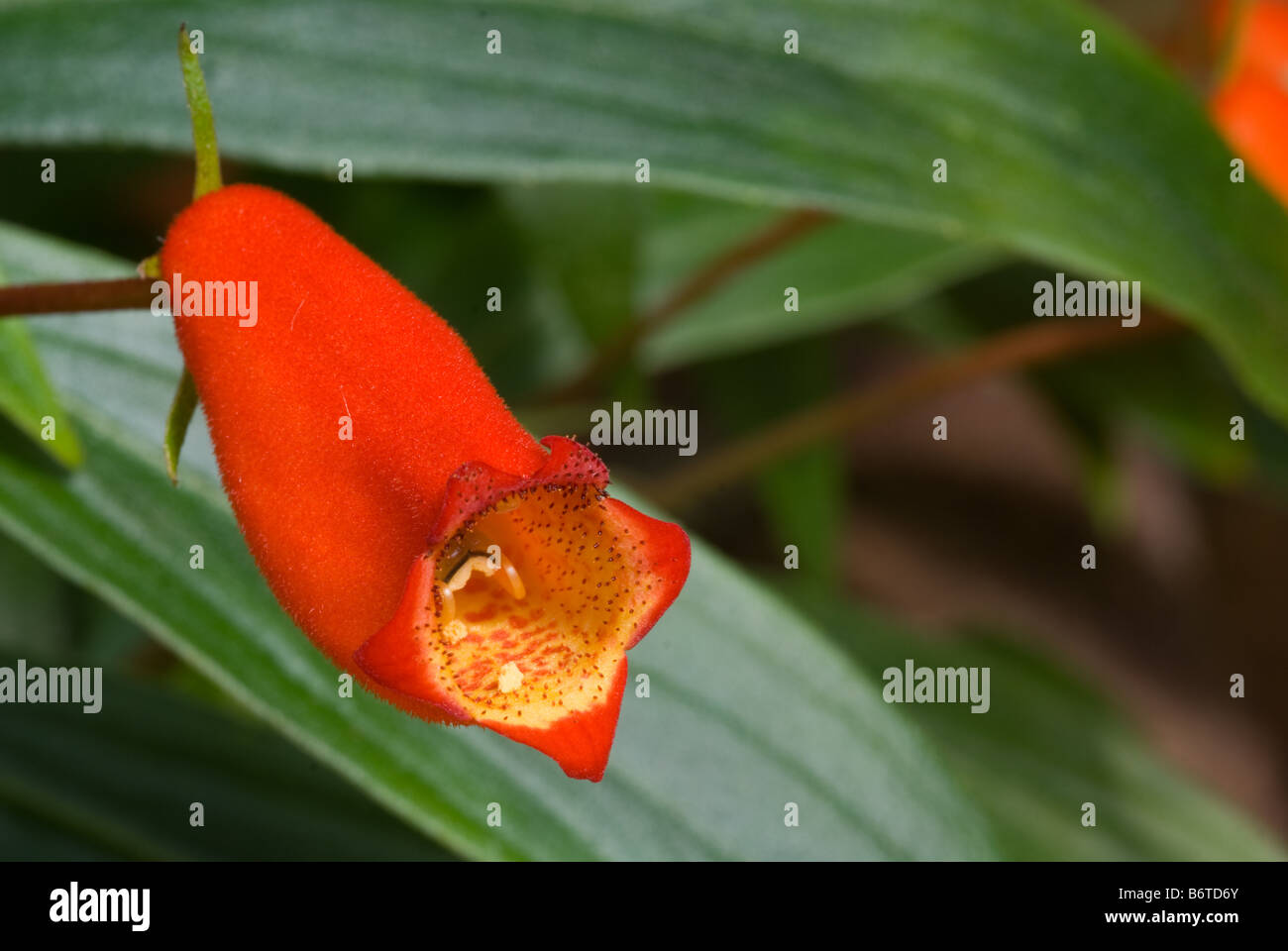 Gesneriaceae hi-res stock photography and images - Alamy