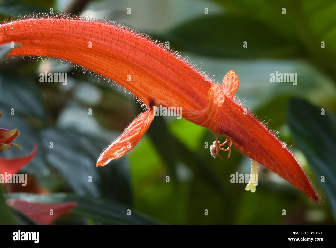 Columnea erythrophaea, Gesneriaceae (flying goldfish plant Stock Photo ...