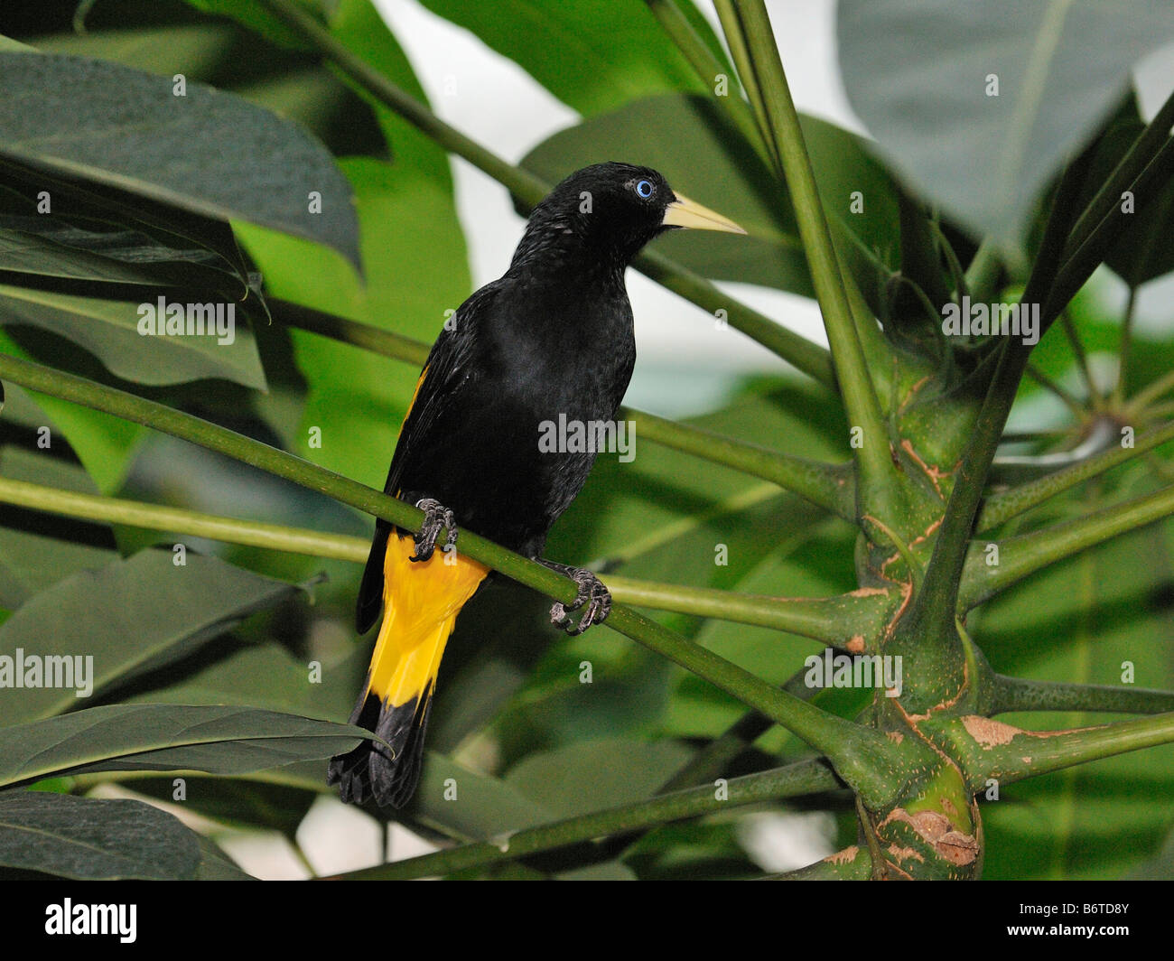 Yellow rumped cacique hi-res stock photography and images - Alamy