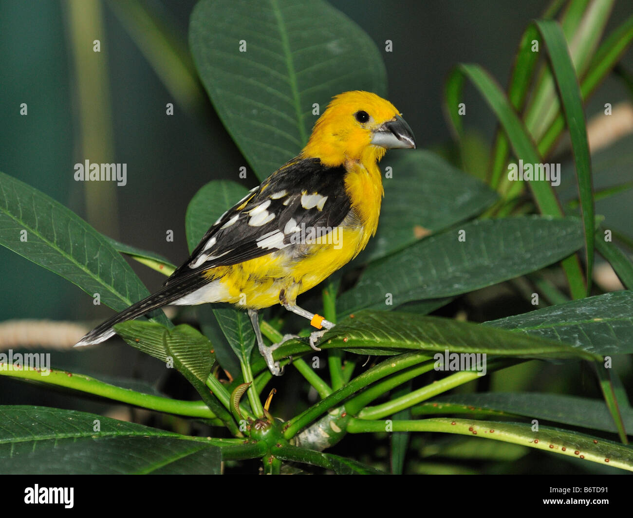 Yellow grosbeak hi-res stock photography and images - Alamy
