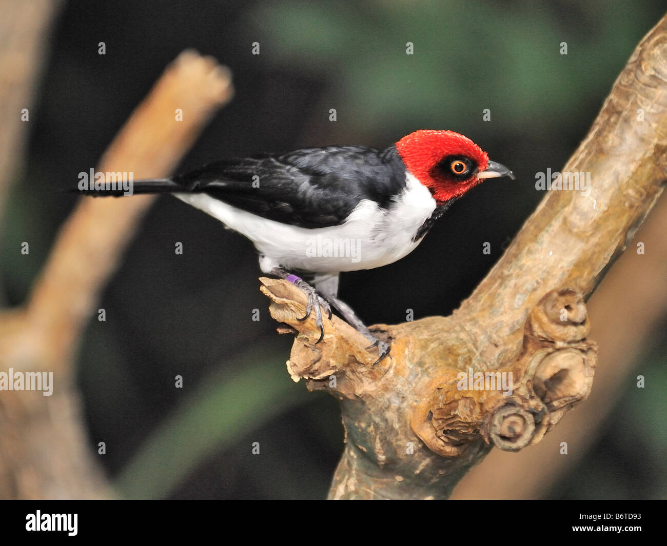 Red capped bird hi-res stock photography and images - Alamy