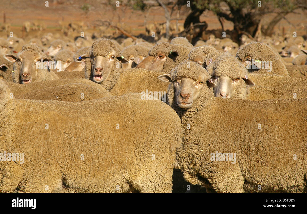 Flock merino sheep australia hi-res stock photography and images - Alamy