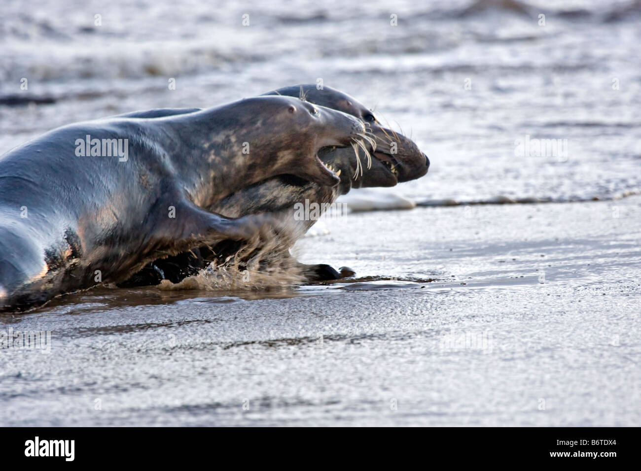 Grey Seals Halichoerus Gryphus fighting over territory Stock Photo - Alamy