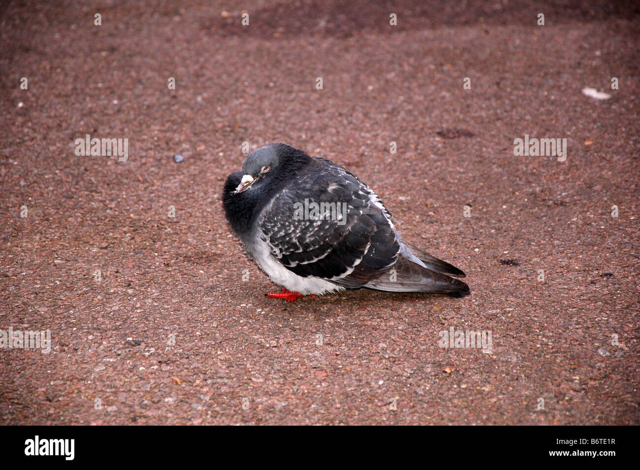 A cold bird on the streets of London, England, Uk Stock Photo - Alamy