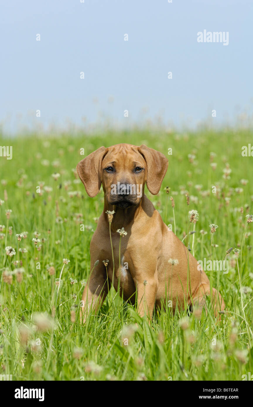 Ten weeks old Rhodesian Ridgeback dog Stock Photo - Alamy