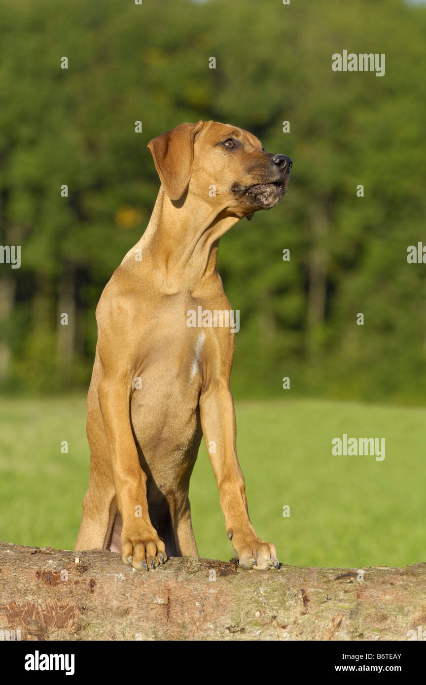 Four months old Rhodesian Ridgeback dog Stock Photo - Alamy