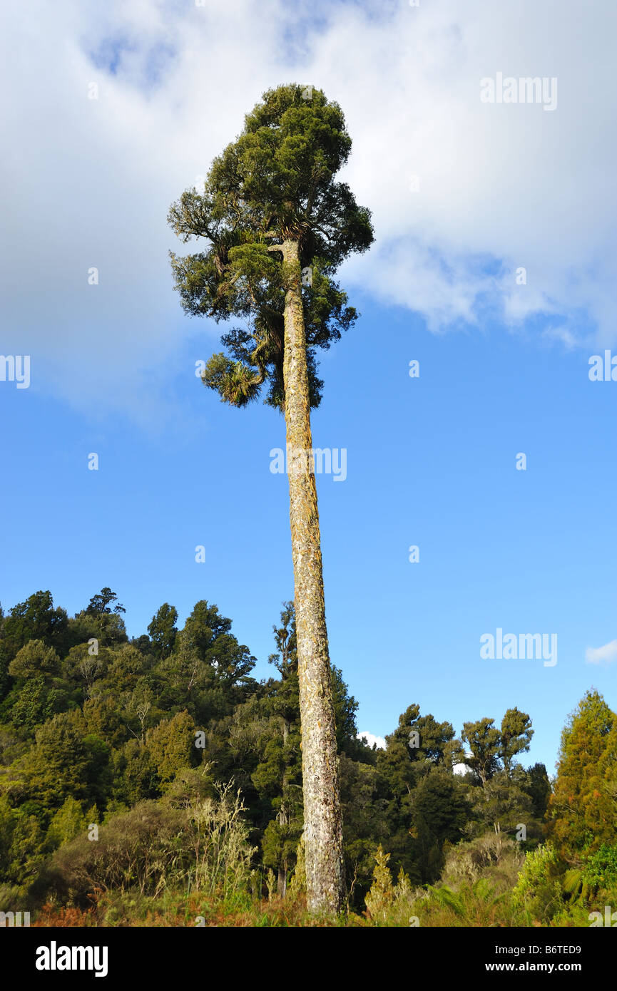 Tall conifer New Zealand Stock Photo - Alamy
