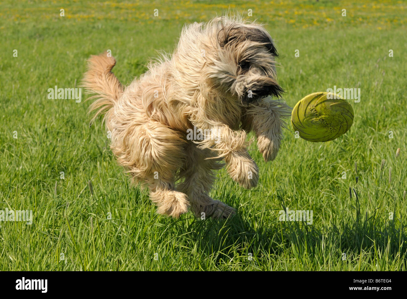 Berger de Brie Briard dog catching a toy Stock Photo - Alamy