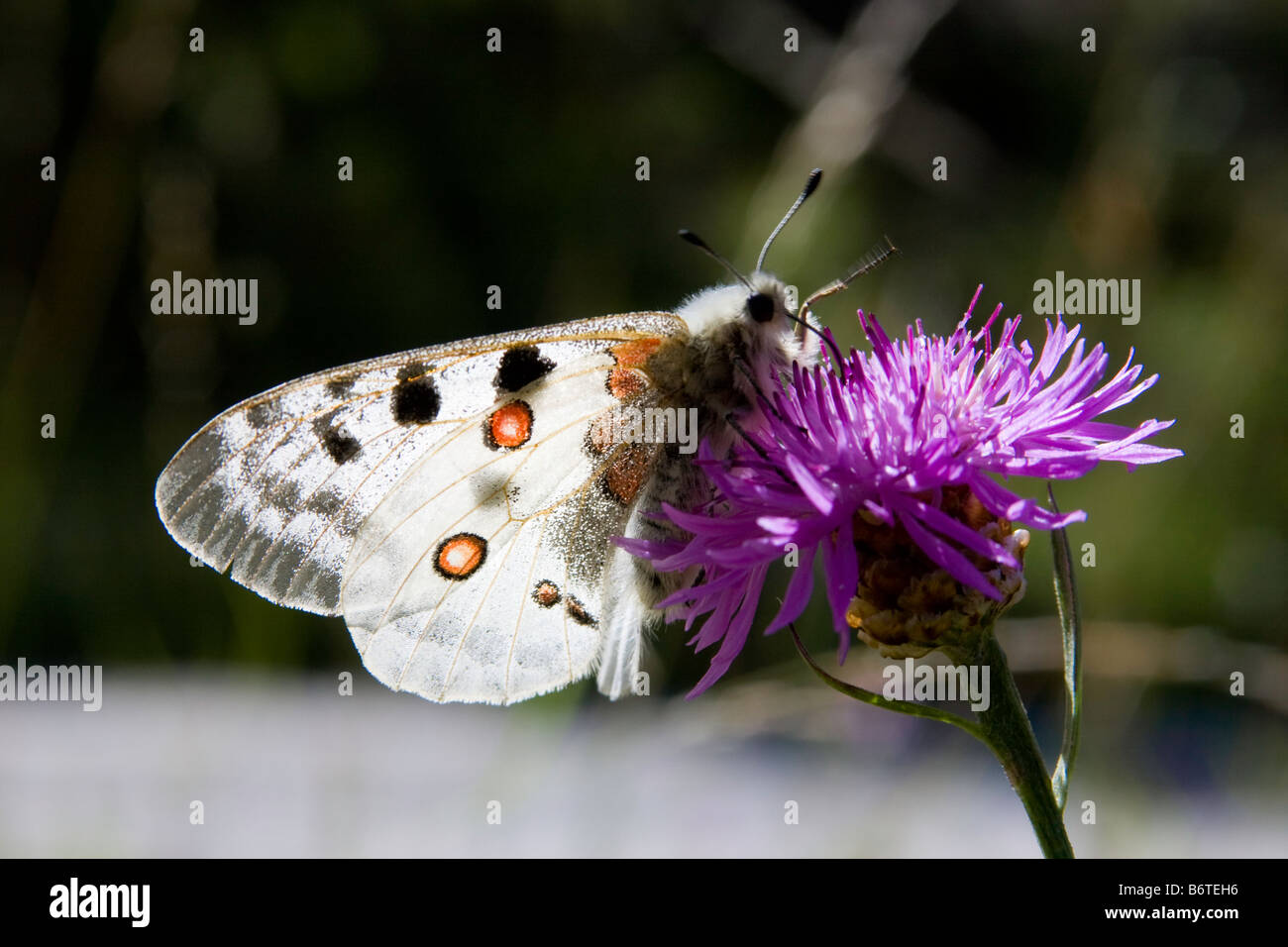 Back butterfly wings hi-res stock photography and images - Alamy