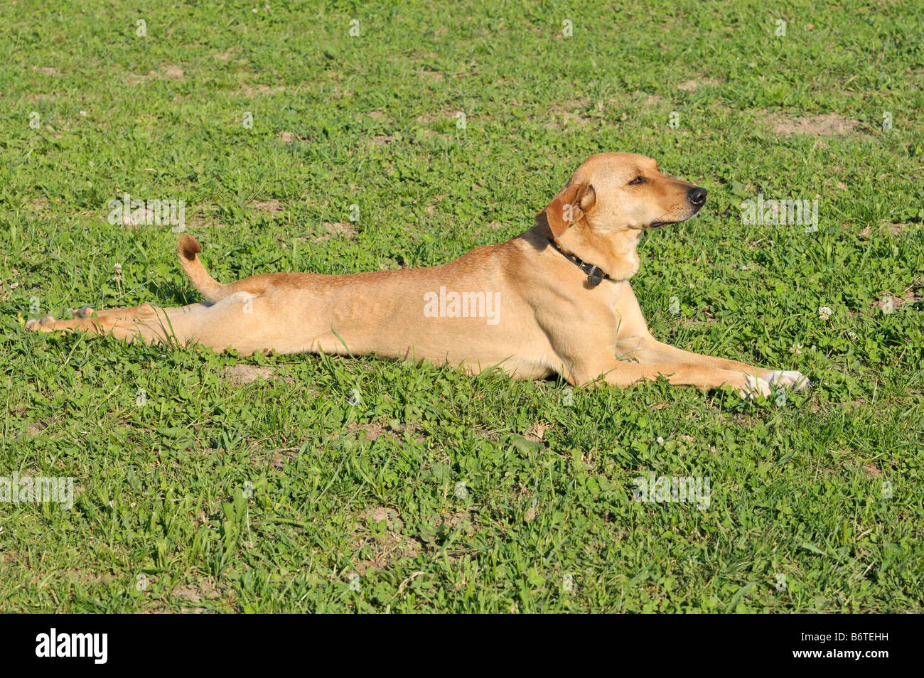 Azawakh hi-res stock photography and images - Alamy
