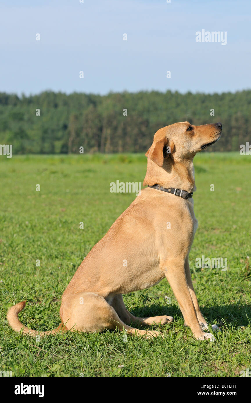 Azawakh an African dog probably a mongrel Stock Photo - Alamy