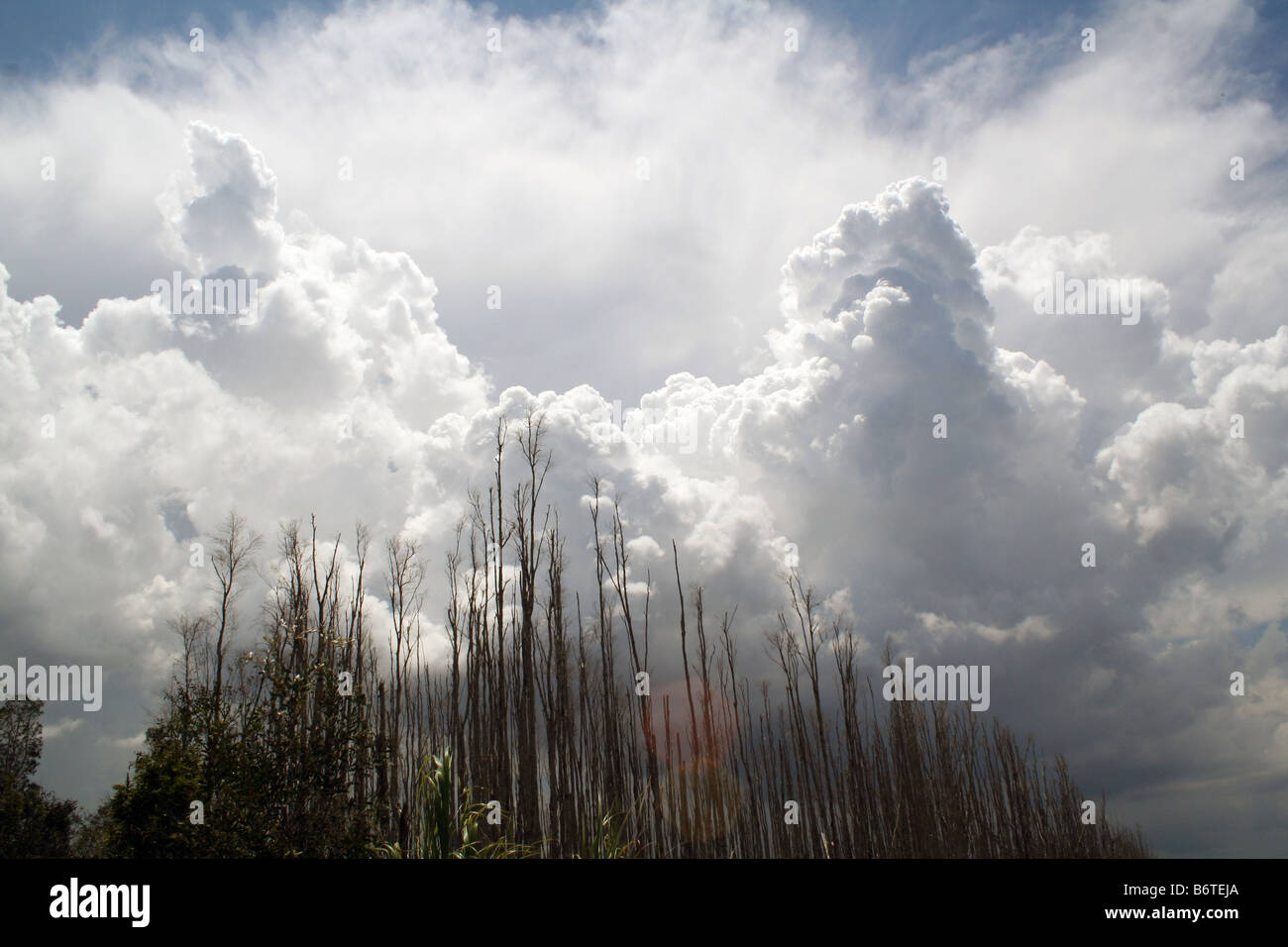 Everglades storm hi-res stock photography and images - Alamy