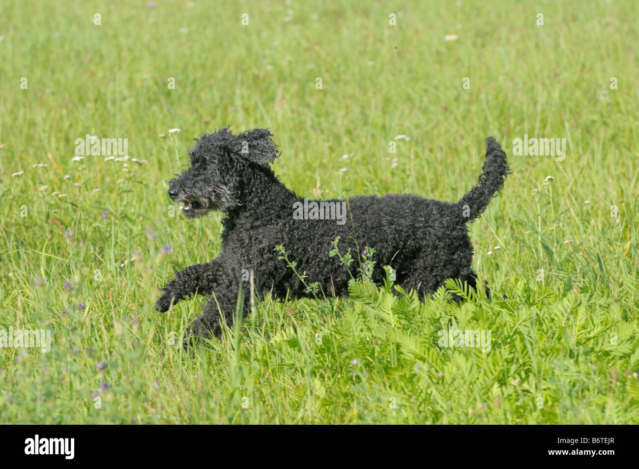 Black poodle running in a meadow Stock Photo - Alamy