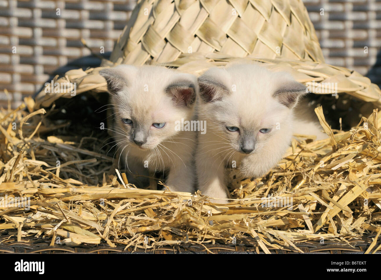 Siamese cats hi-res stock photography and images - Alamy