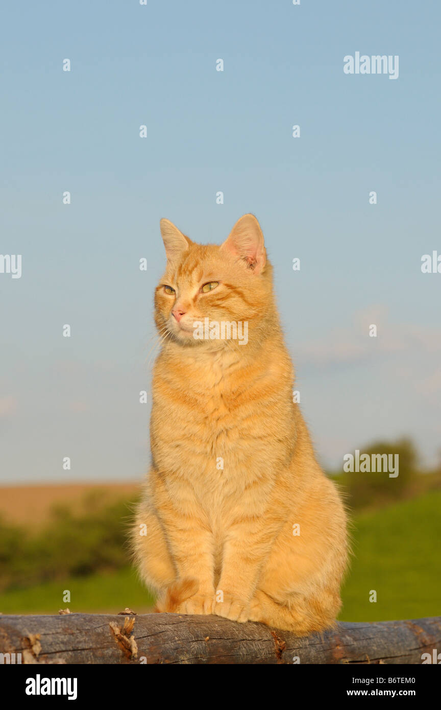 Cat in the light hi-res stock photography and images - Alamy