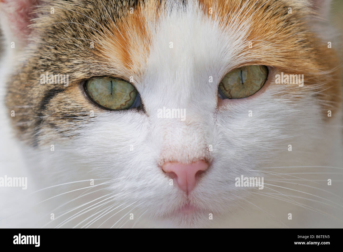 Face of a domestic cat Stock Photo - Alamy