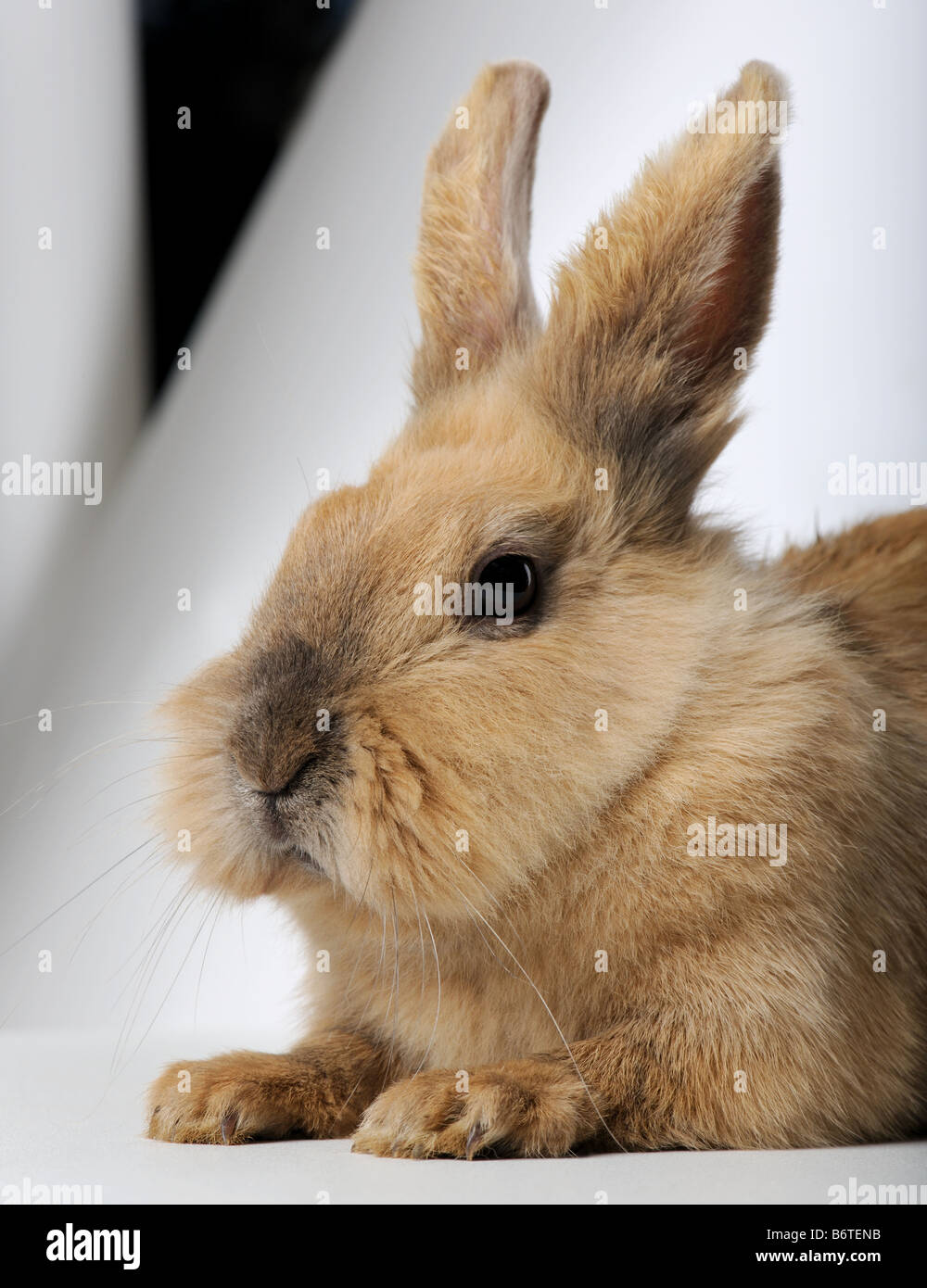 Rabbit profile hi-res stock photography and images - Alamy