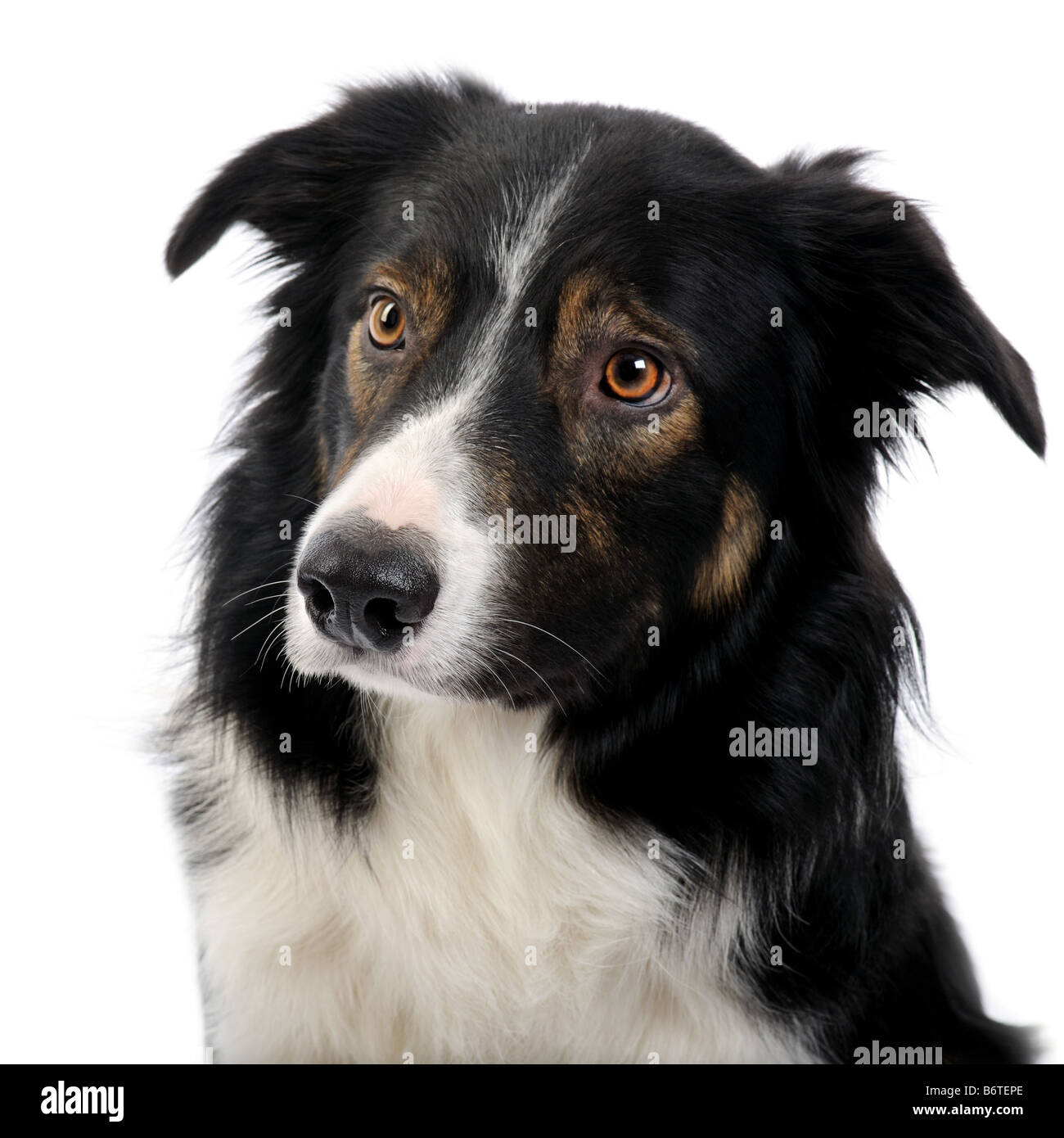 close up on a Border Collie Breed 2 5 years in front of a white ...
