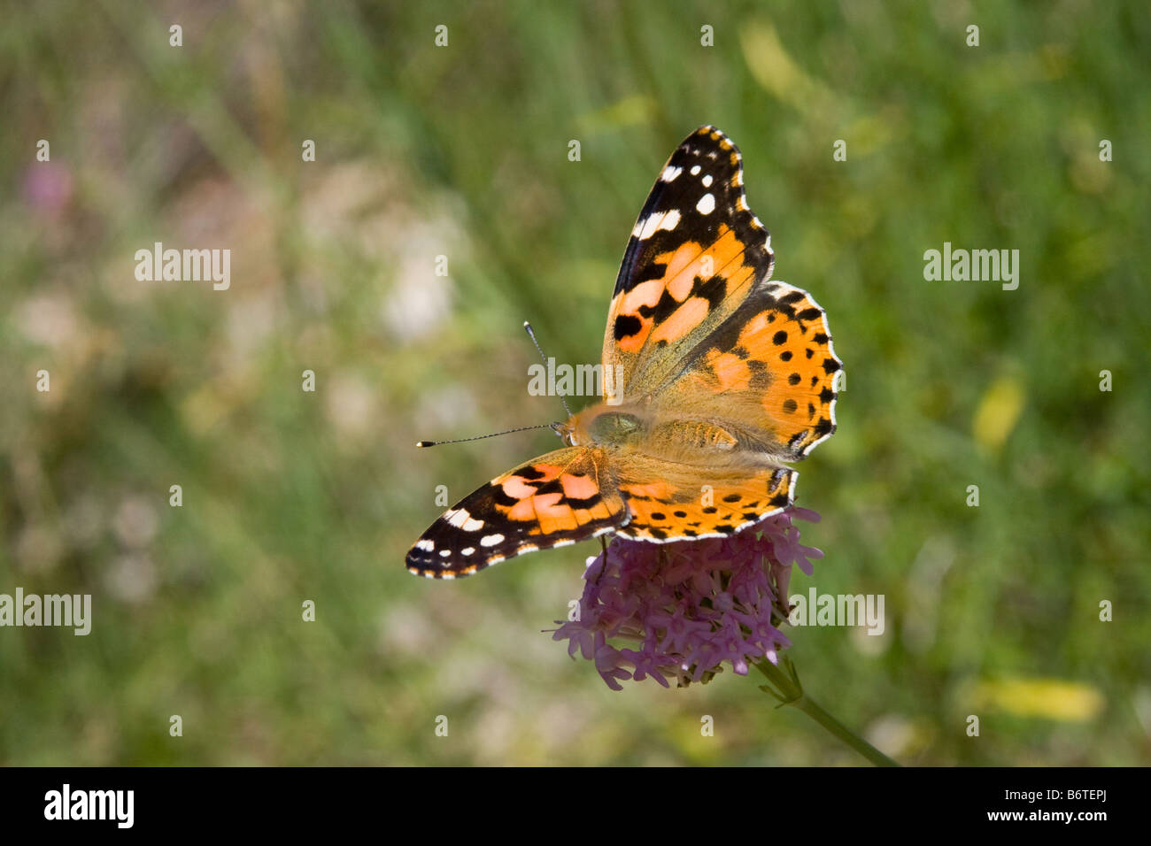 Butterfly put on a plant Stock Photo - Alamy