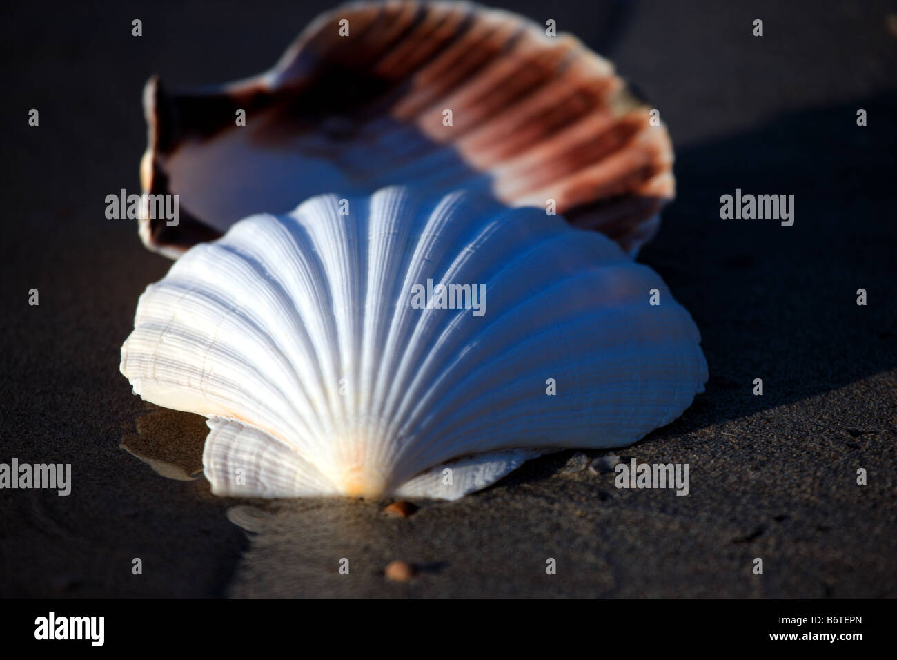 Scallop shell shells hi-res stock photography and images - Alamy