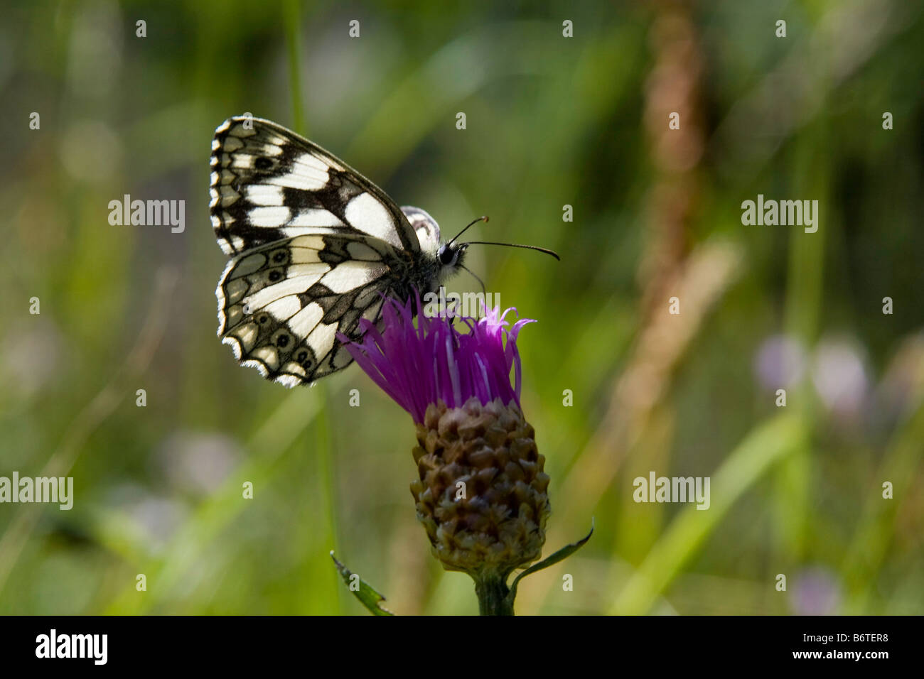 Butterfly put on a leaf, half opened wings Stock Photo - Alamy