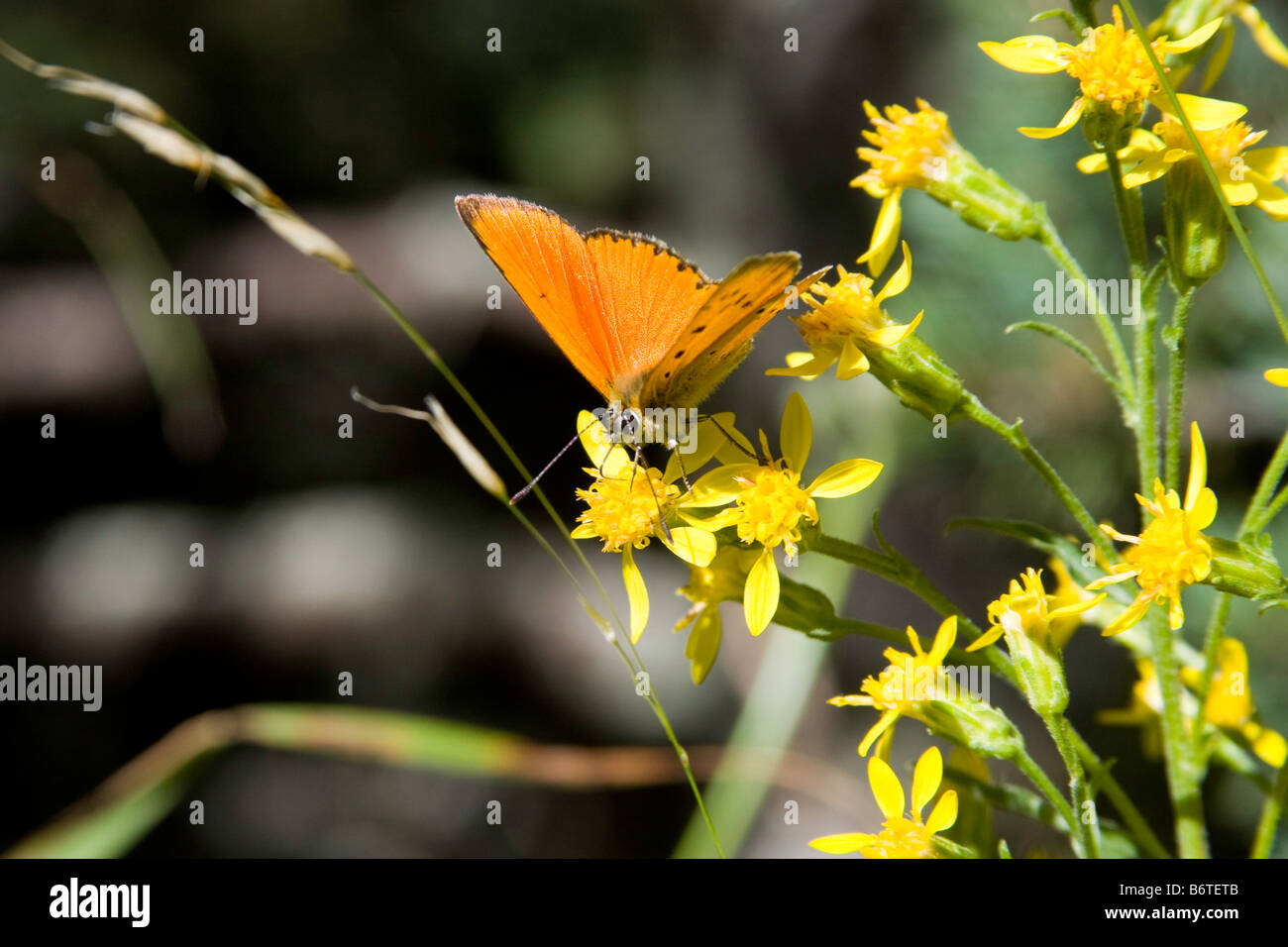 Butterfly put on a leaf, opened wings Stock Photo - Alamy
