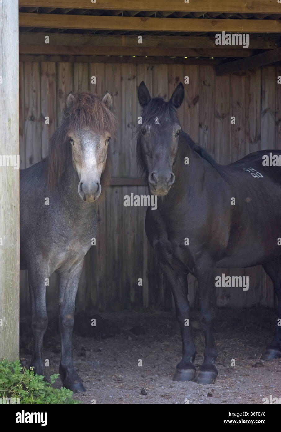 Two ponies in a field shelter looking towards the camera Stock Photo ...