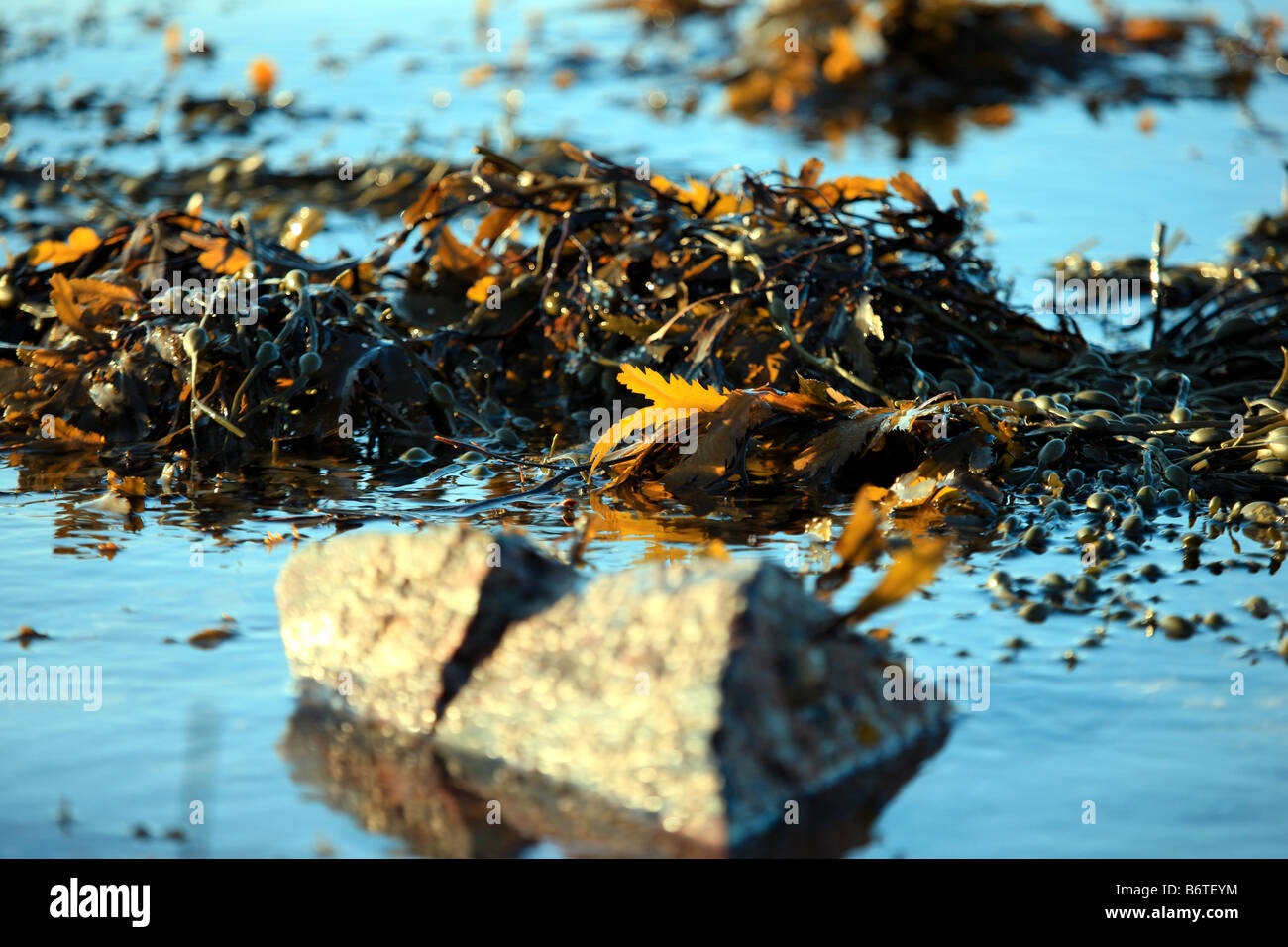 Seaweed shore hi-res stock photography and images - Alamy