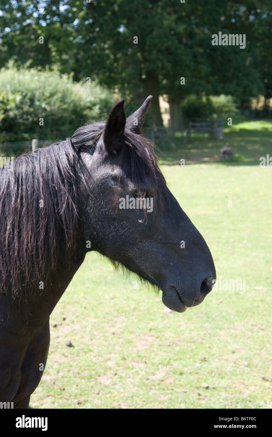 Ponys head hi-res stock photography and images - Alamy