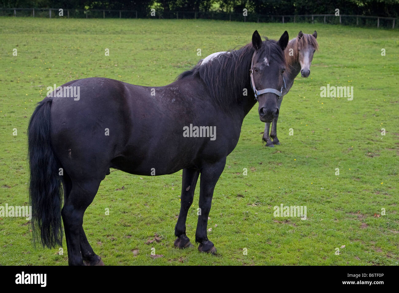 Riding new forest ponies hi-res stock photography and images - Alamy