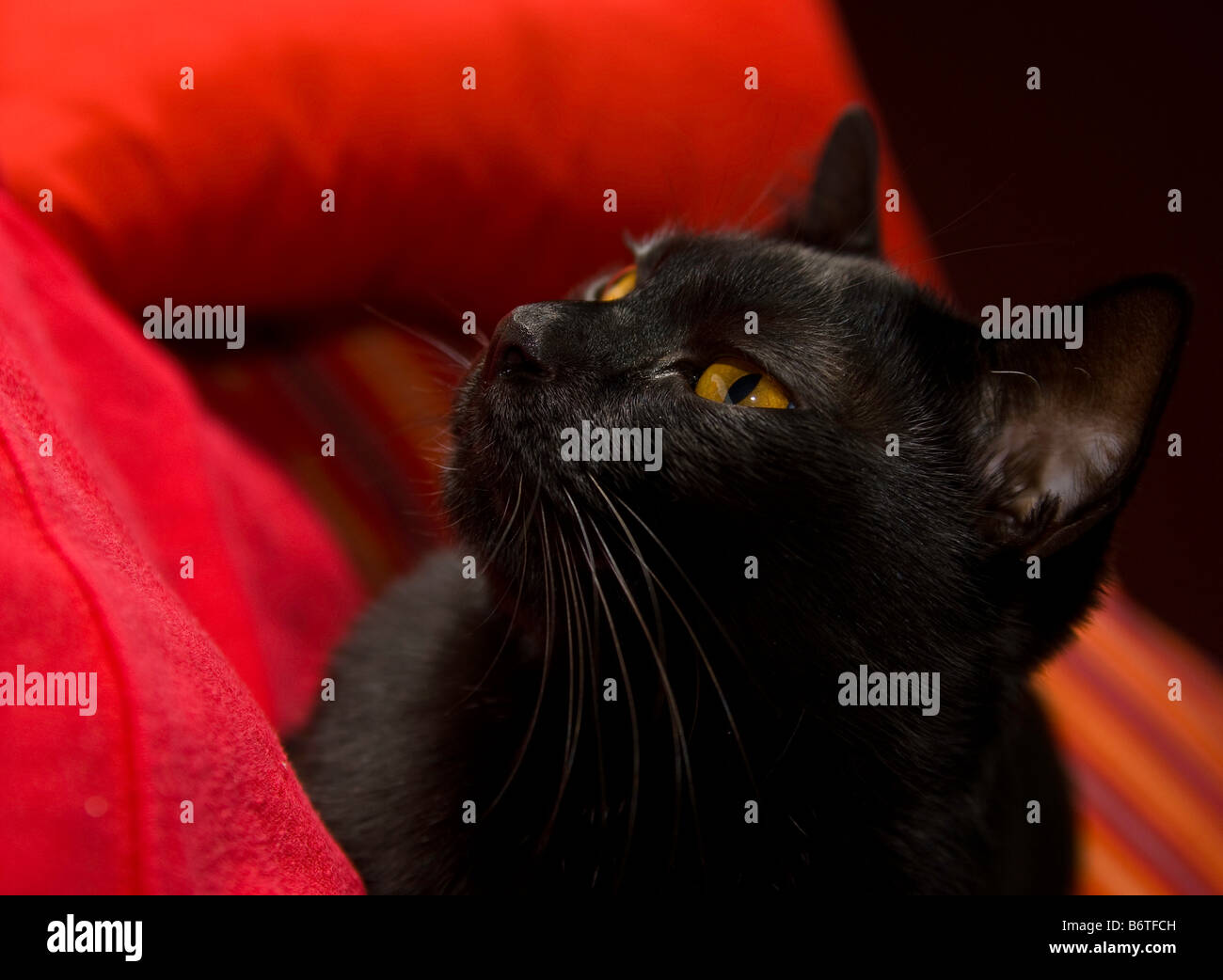 Bombay cat hi-res stock photography and images - Alamy