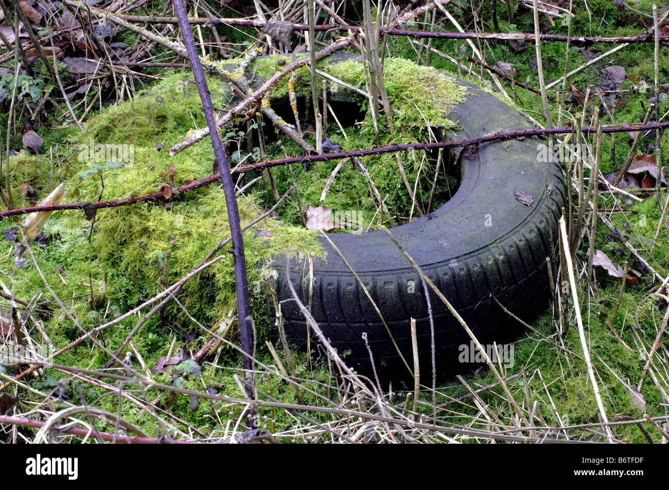 Moss growing on fly tipped old tyre UK Stock Photo - Alamy