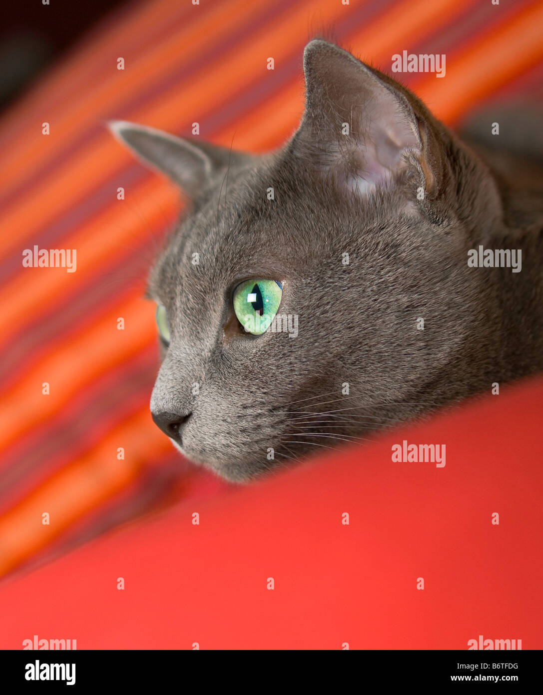 Portrait of a Russian Blue purebred cat Stock Photo - Alamy