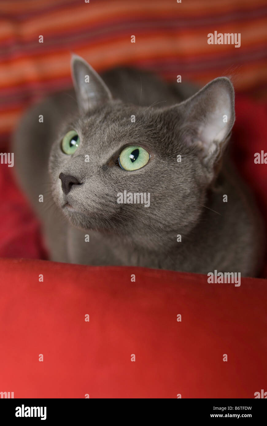 Portrait purebred russian blue hi-res stock photography and images - Alamy
