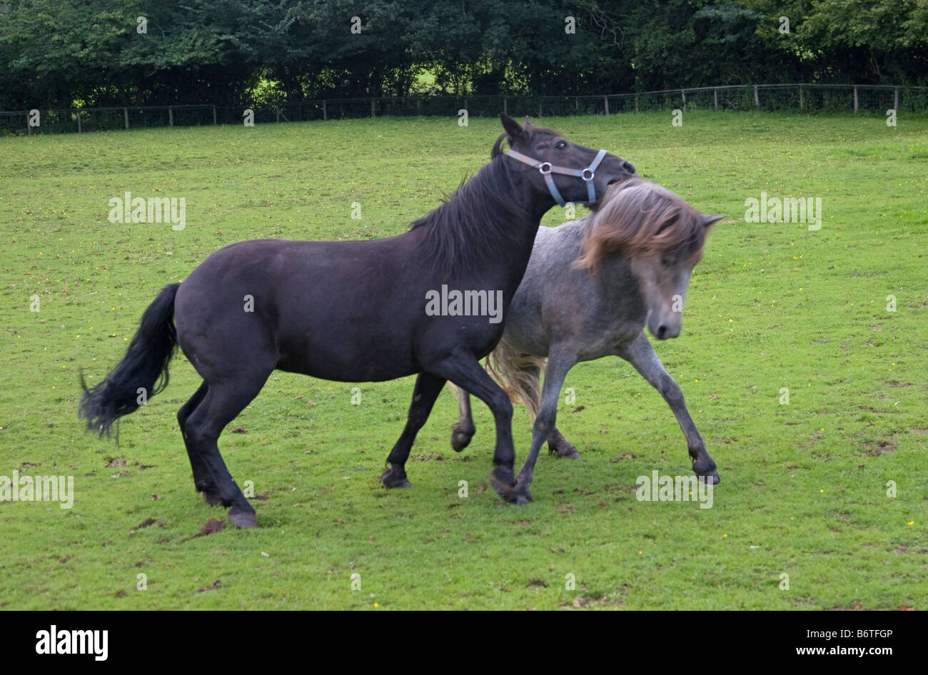 Two ponies playing in a field Stock Photo - Alamy