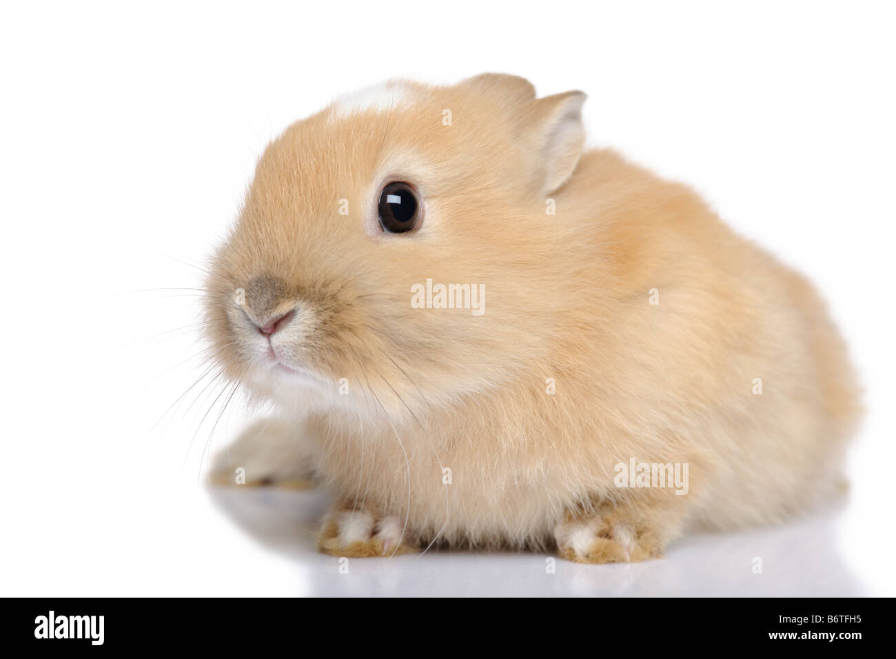 Baby bunny hi-res stock photography and images - Alamy